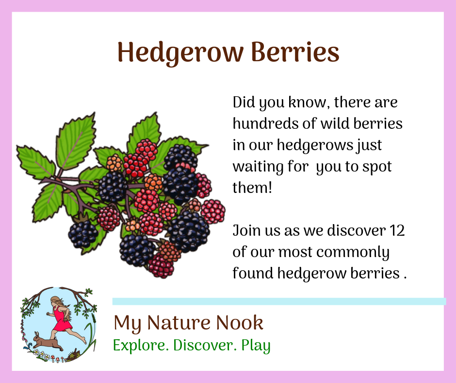 Wild Berries // Common wild hedgerows berries // My Nature Nook