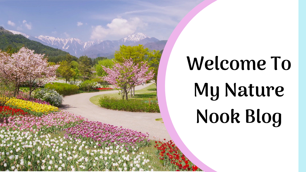 My Nature Nook Blog - My Nature Nook