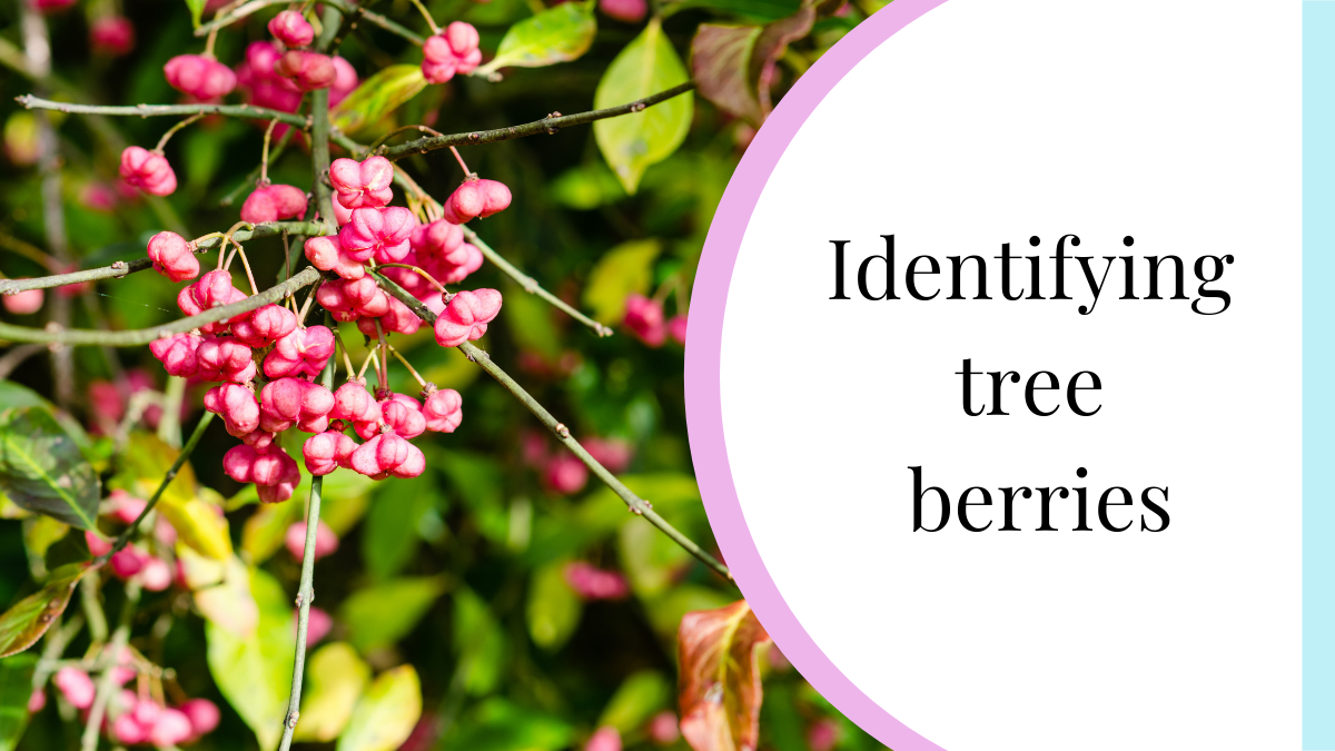 How to identify our less common berries - My Nature Nook