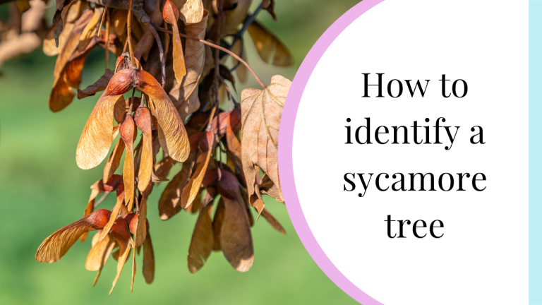Tree Identification - Identify Sycamore - My Nature Nook