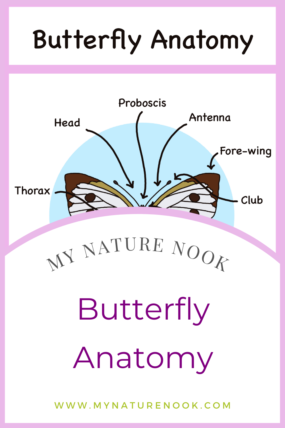 Butterfly Anatomy Poster - My Nature Nook