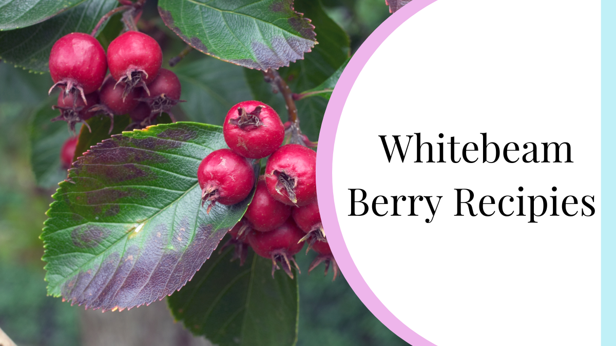 Are Whitebeam berries edible? - My Nature Nook