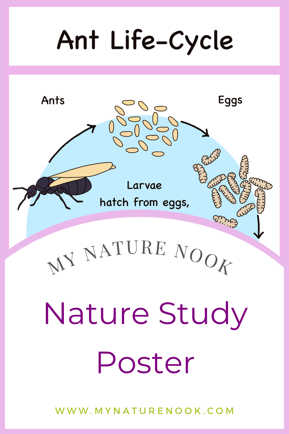 Ant Life Cycle Poster - My Nature Nook