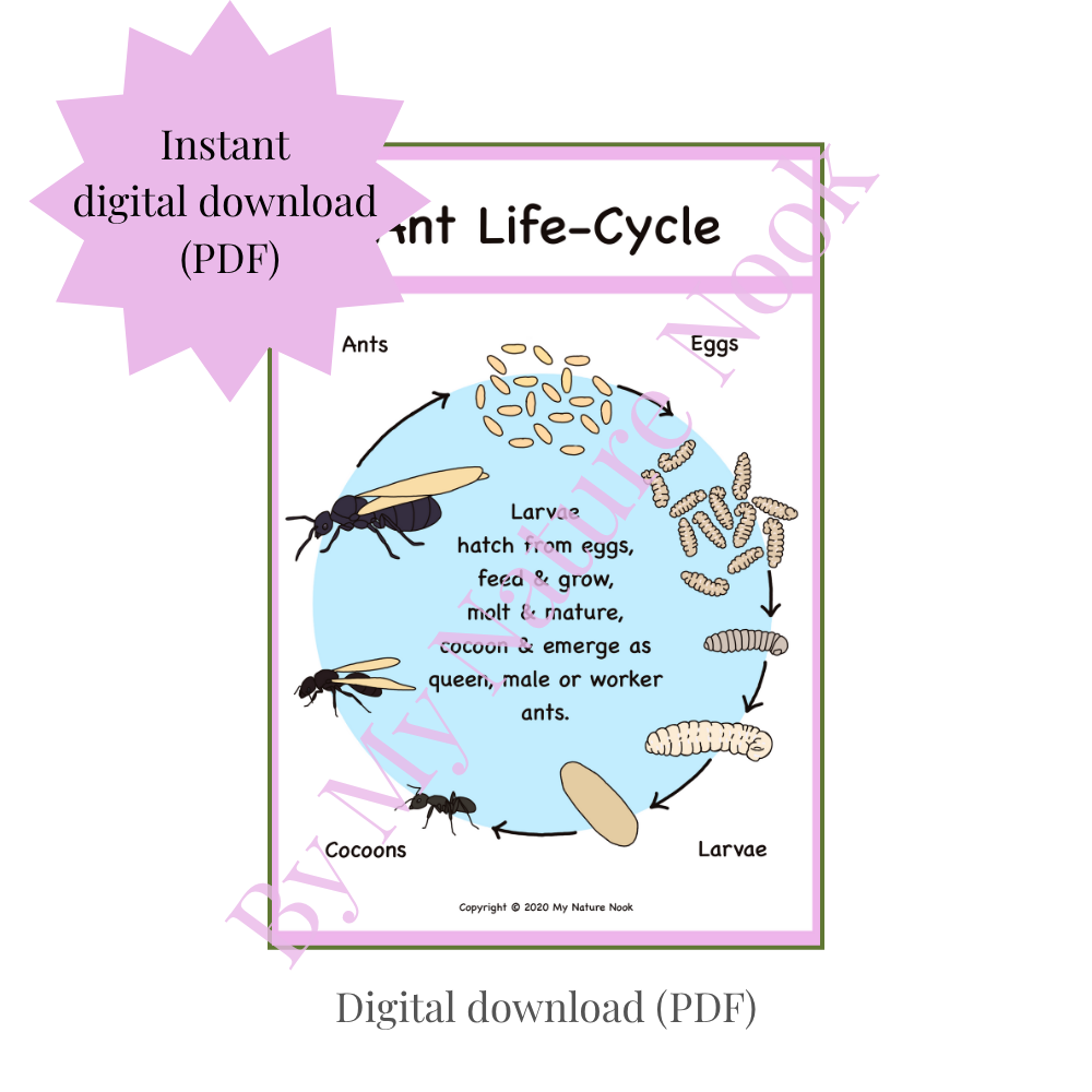 Ant Life Cycle Poster (PDF) - My Nature Nook