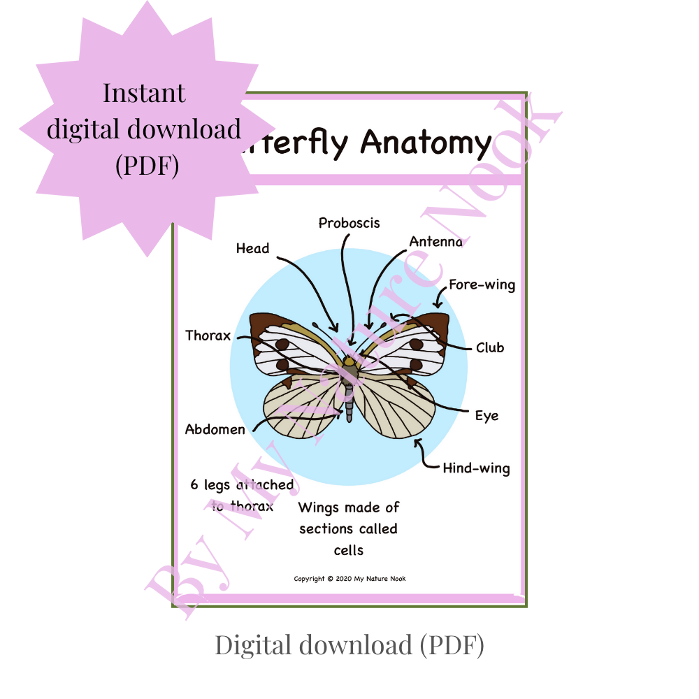 Butterfly Anatomy Poster (PDF) - My Nature Nook
