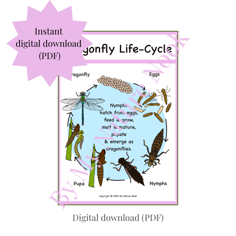 Dragonfly Life Cycle Poster (PDF) - My Nature Nook