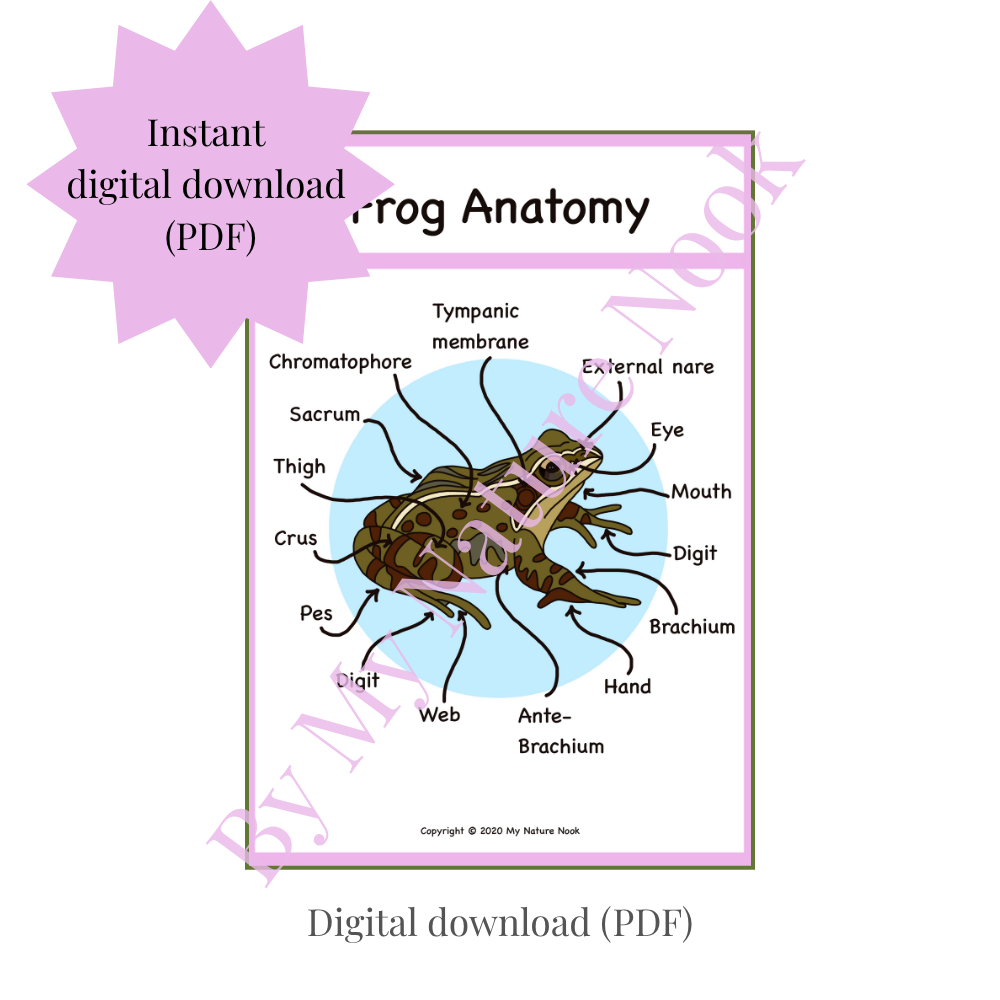 Frog Anatomy Poster (PDF) - My Nature Nook