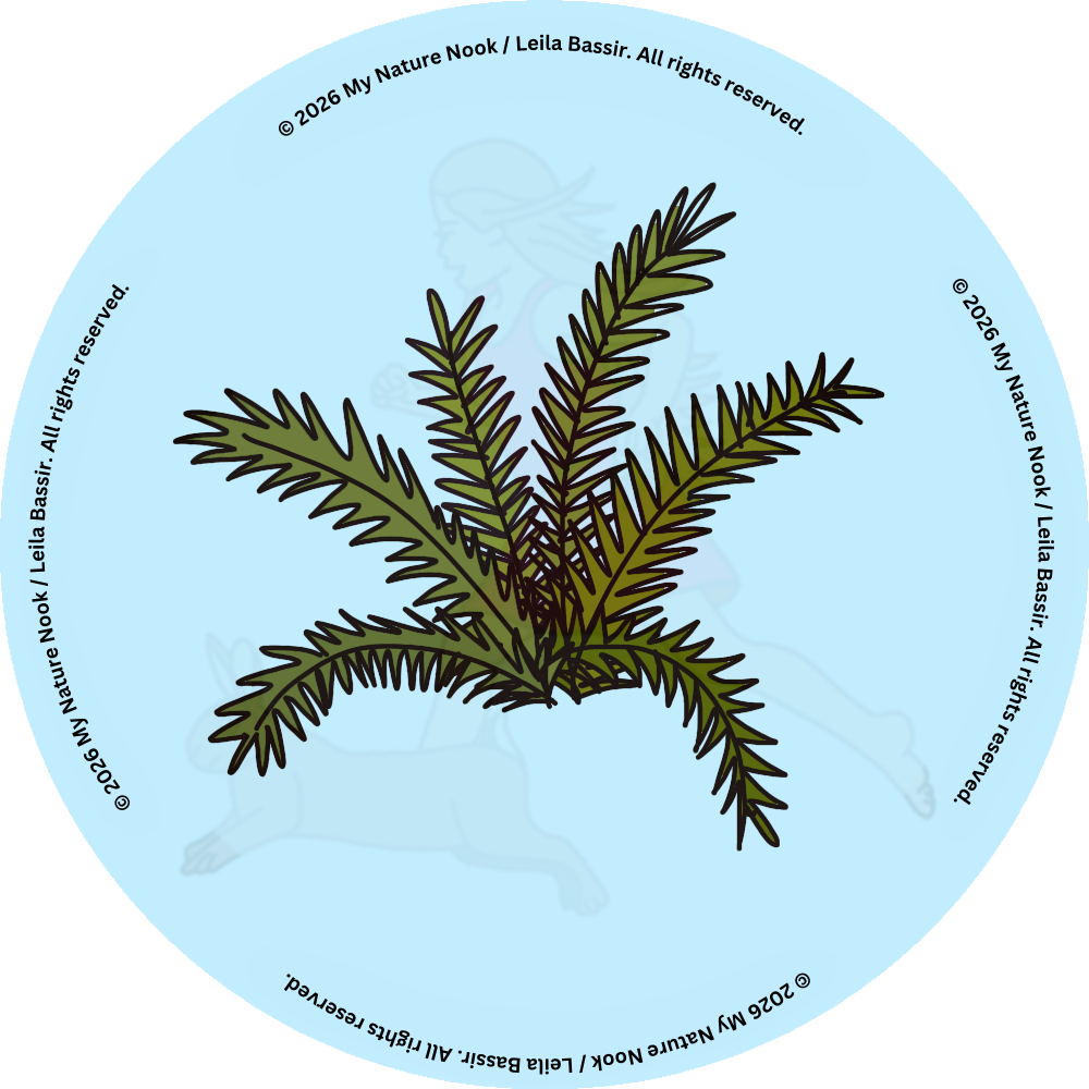 Illustrated Moss Identification Guide - My Nature Nook