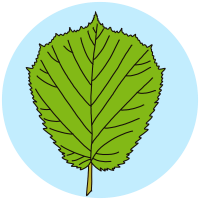 Tree Identification - Identify Hazel - My Nature Nook